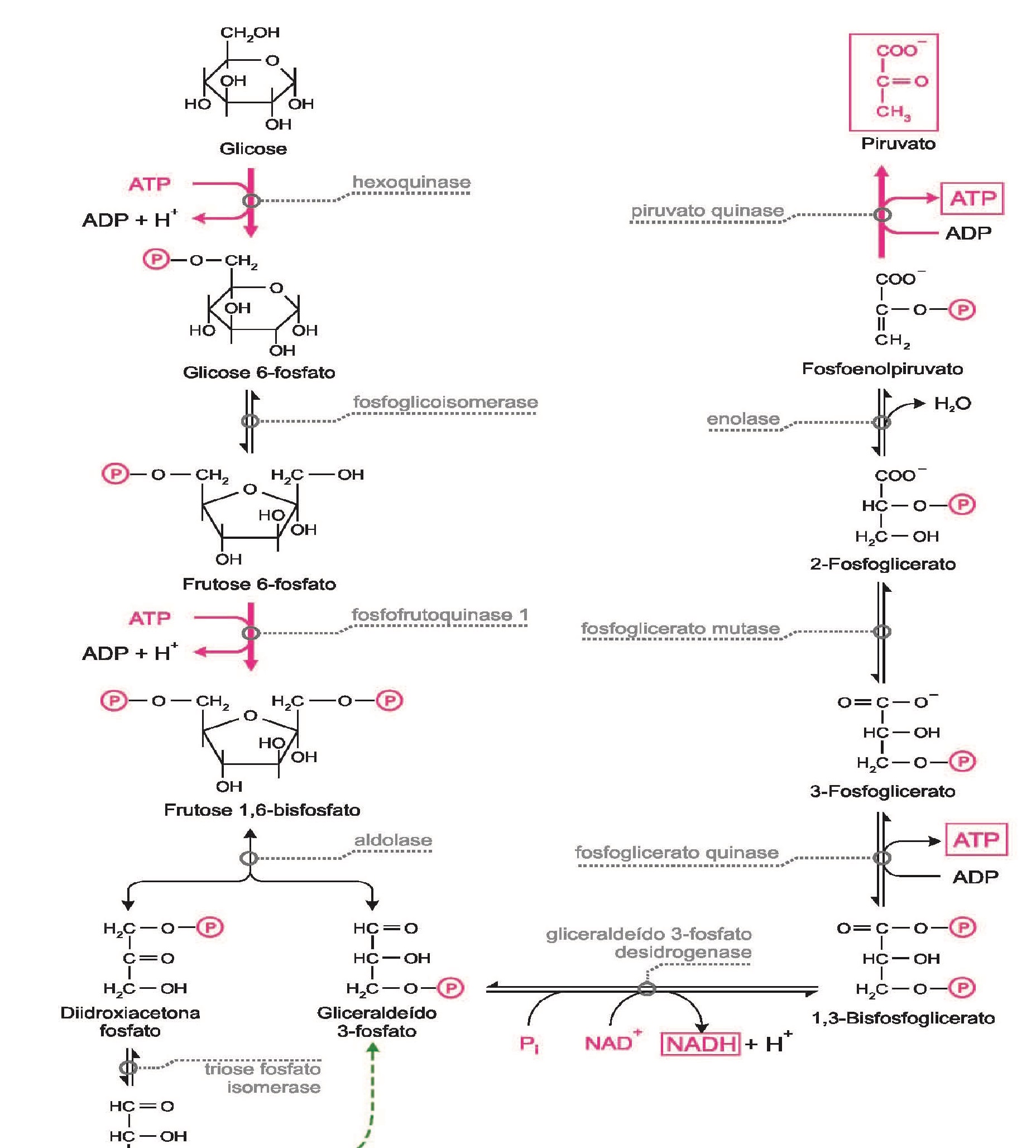 via glicol. – Dr. Roberto Franco do Amaral Neto